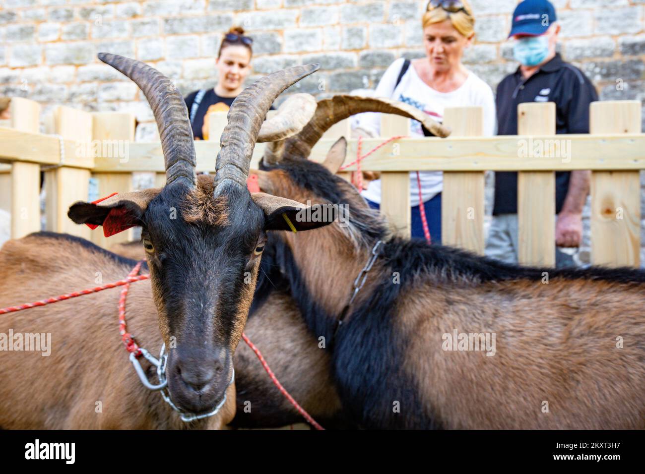 Goats are pictured during the goat beauty pageant at Castle Morosini ...
