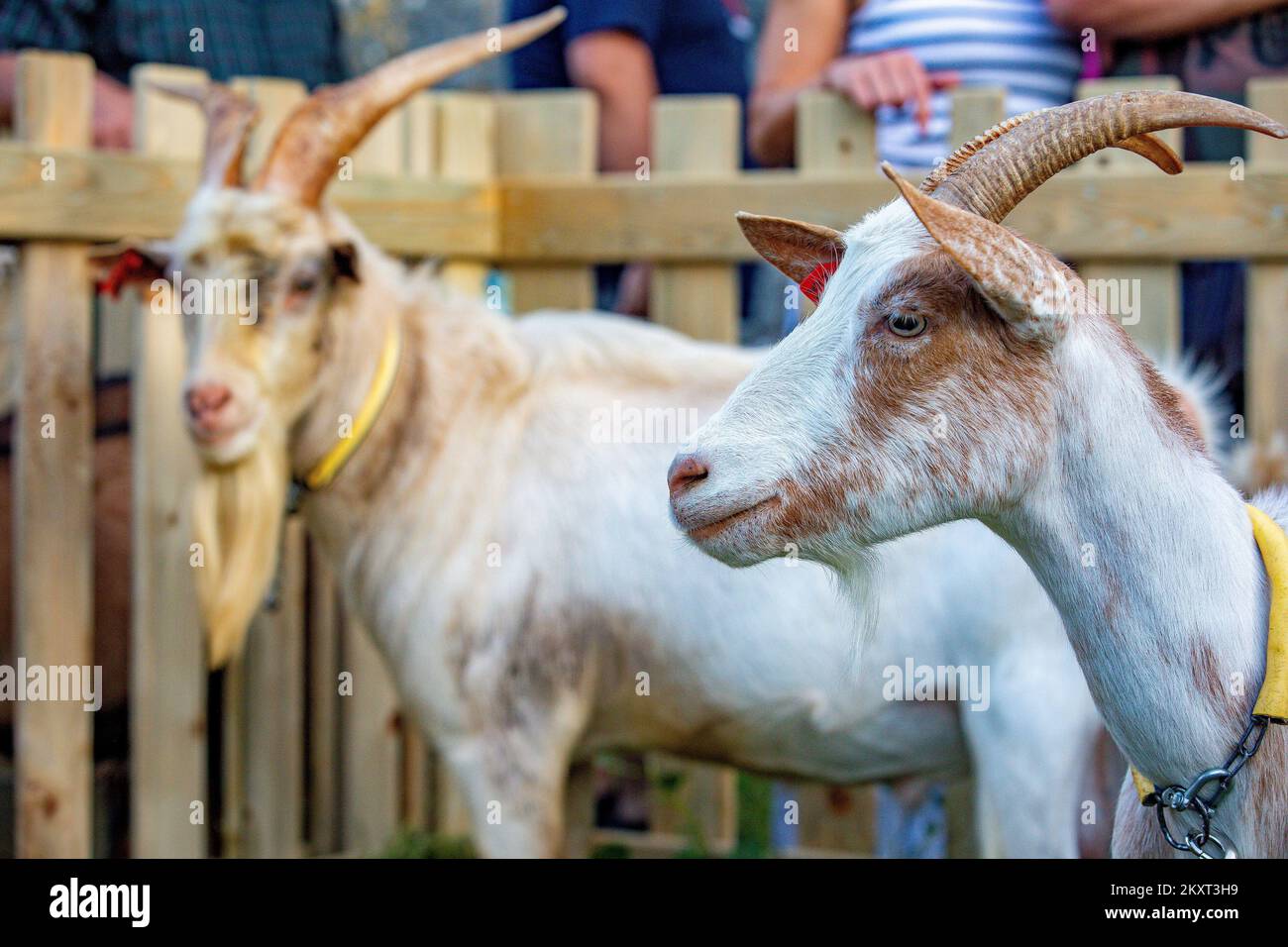Goat is pictured during the goat beauty pageant at Castle Morosini ...