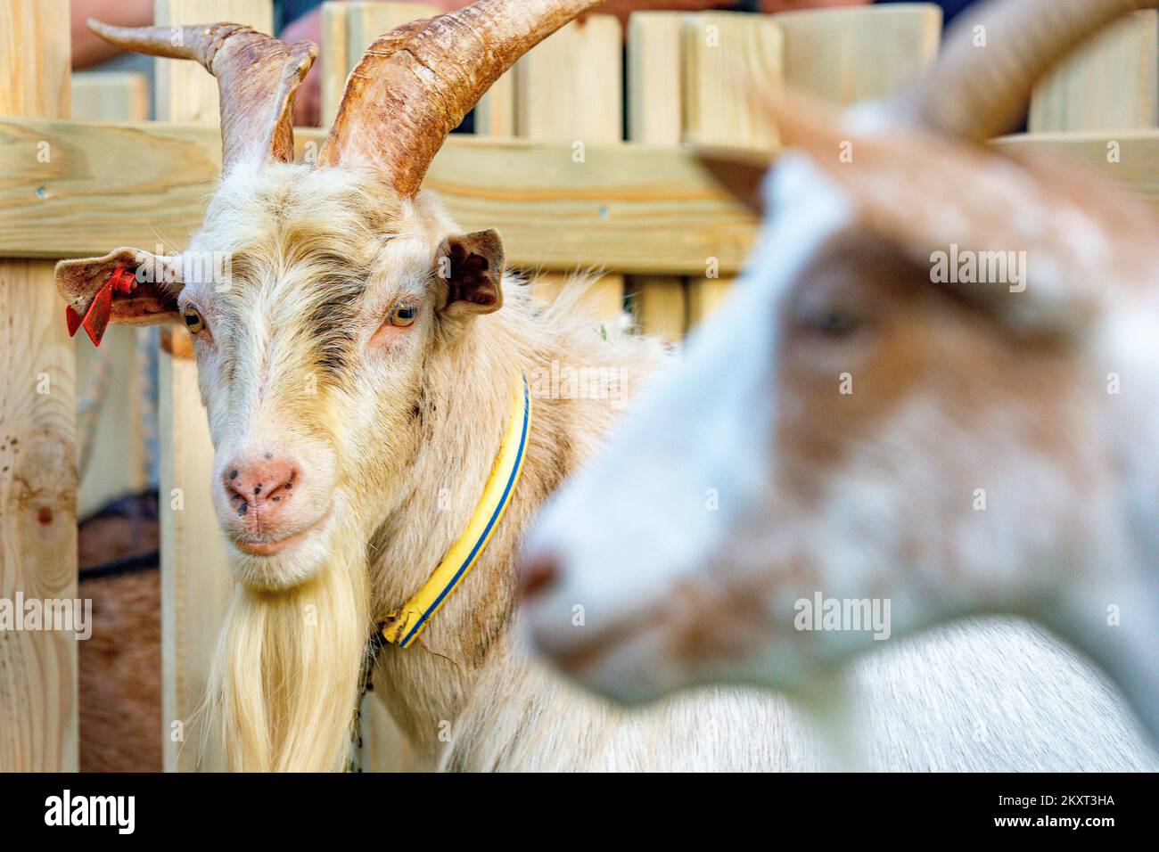 Goat is pictured during the goat beauty pageant at Castle Morosini ...