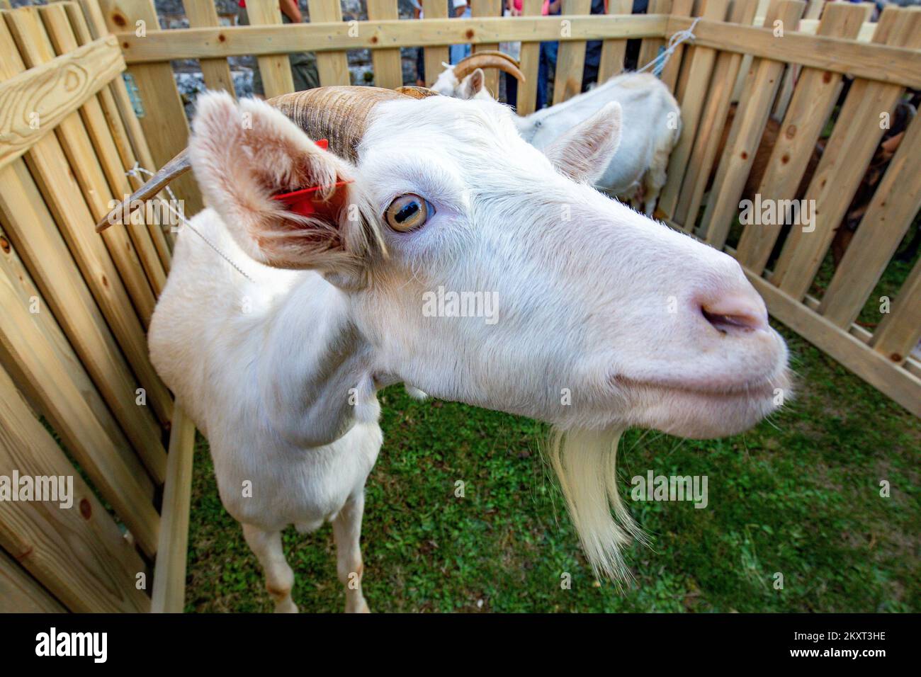 Grimani castle hi-res stock photography and images - Alamy