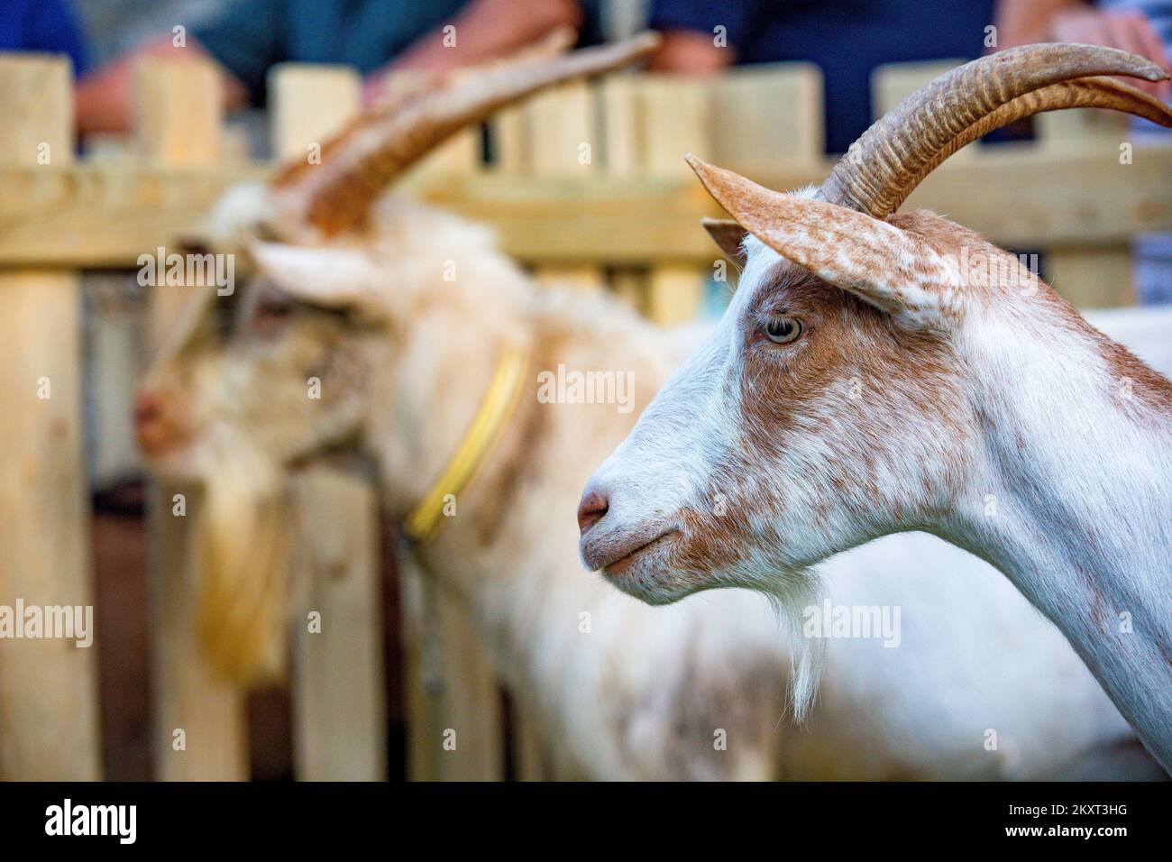 Goat is pictured during the goat beauty pageant at Castle Morosini ...