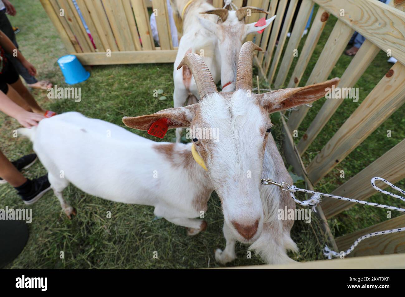 Grimani castle hi-res stock photography and images - Alamy