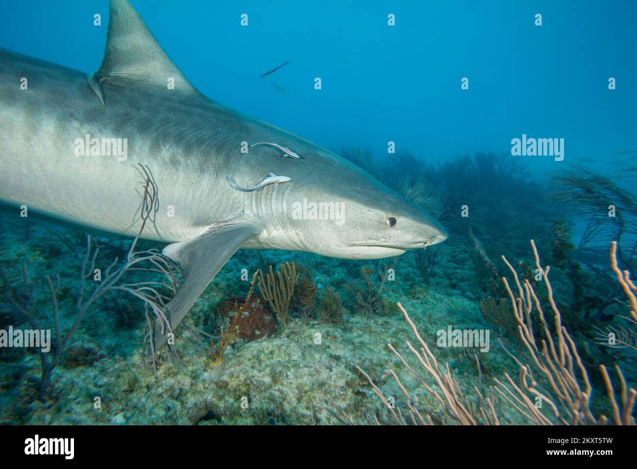 Low angle underwater view of a tiger shark swimming over the reef at Tiger Beach., Bahamas ...