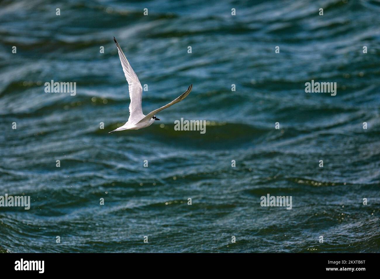 Kuje Bay in Liznjan is a favorite place for kiters and surfers. As soon ...