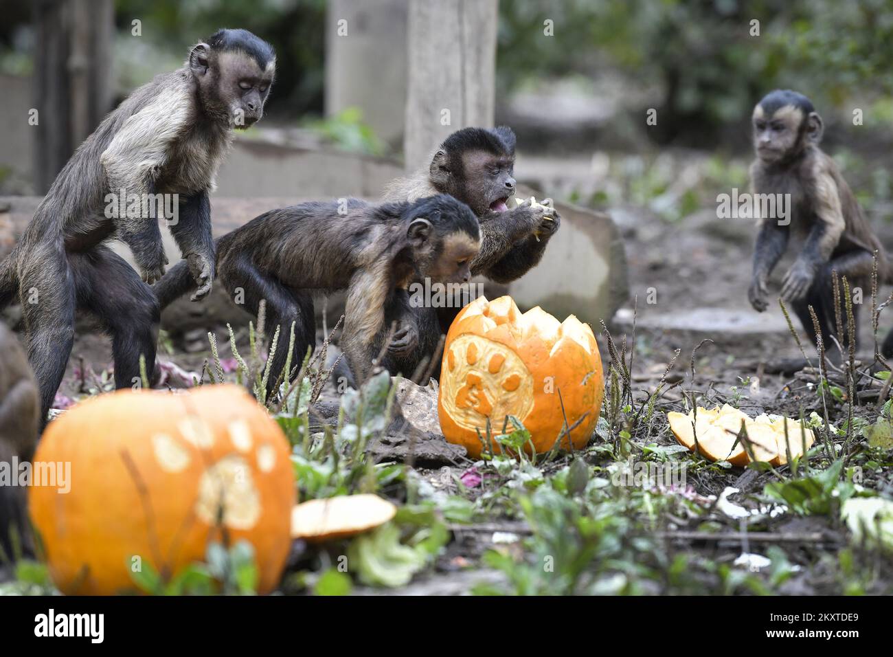 The tufted capuchins (Sapajus apella apella) interacts with a pumpkin ...