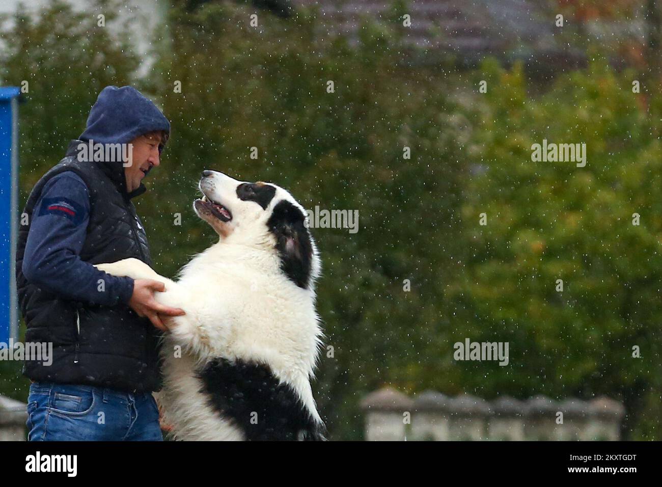 The most beautiful mountain shepherd dog Sevdah with owner Husnija ...