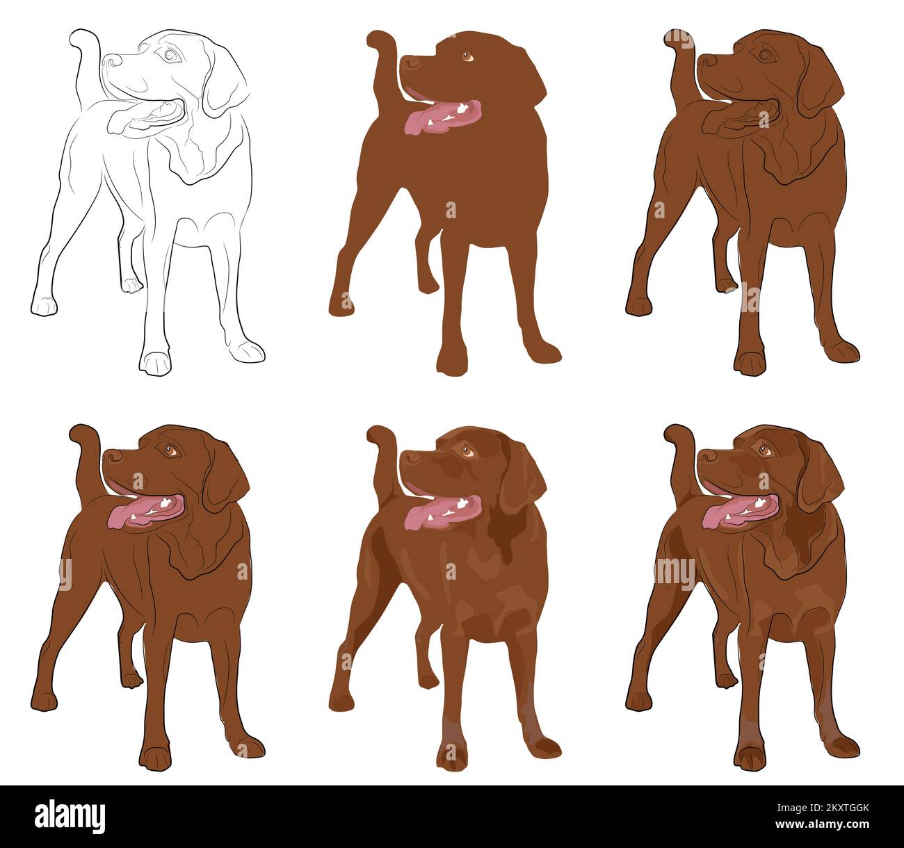 Brown labrador, several options for drawing, on a white background ...