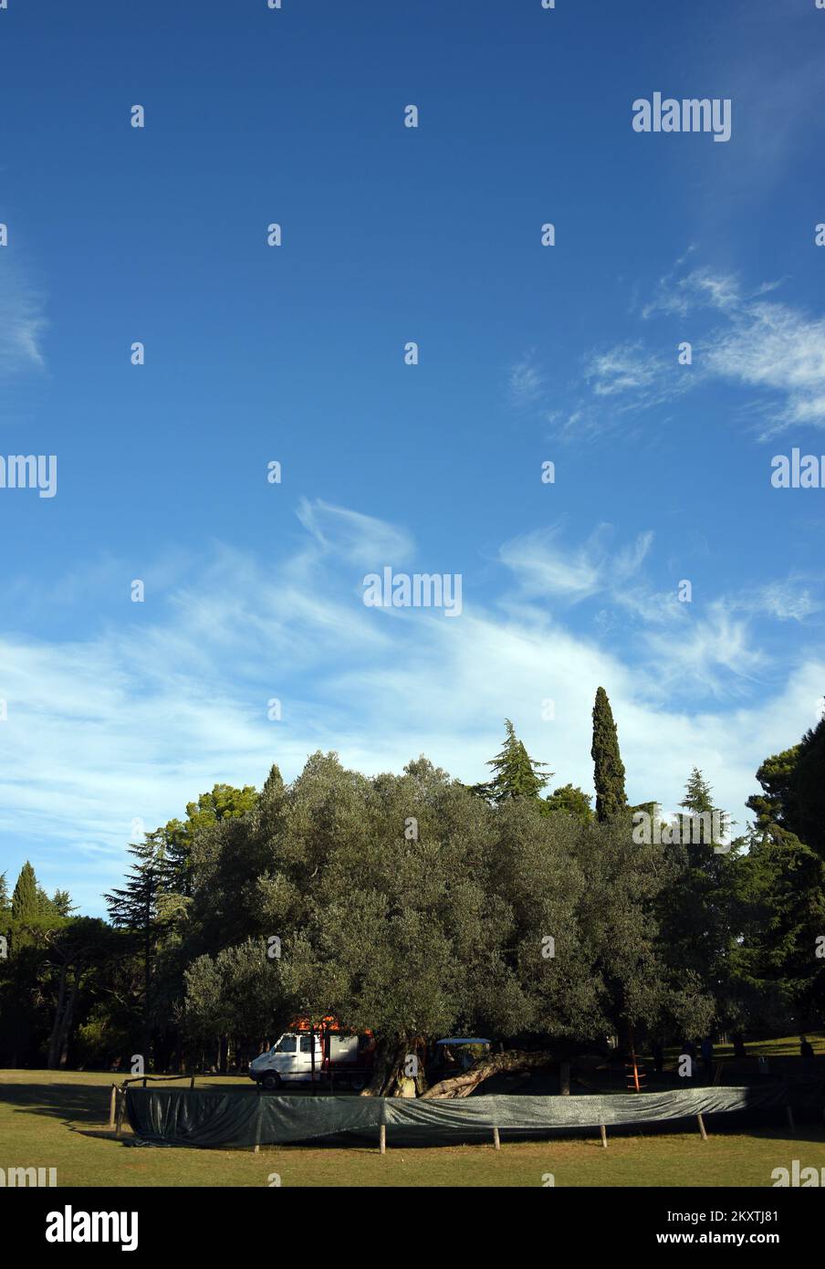 The Brijuni olive tree is one of the oldest olive trees in the ...