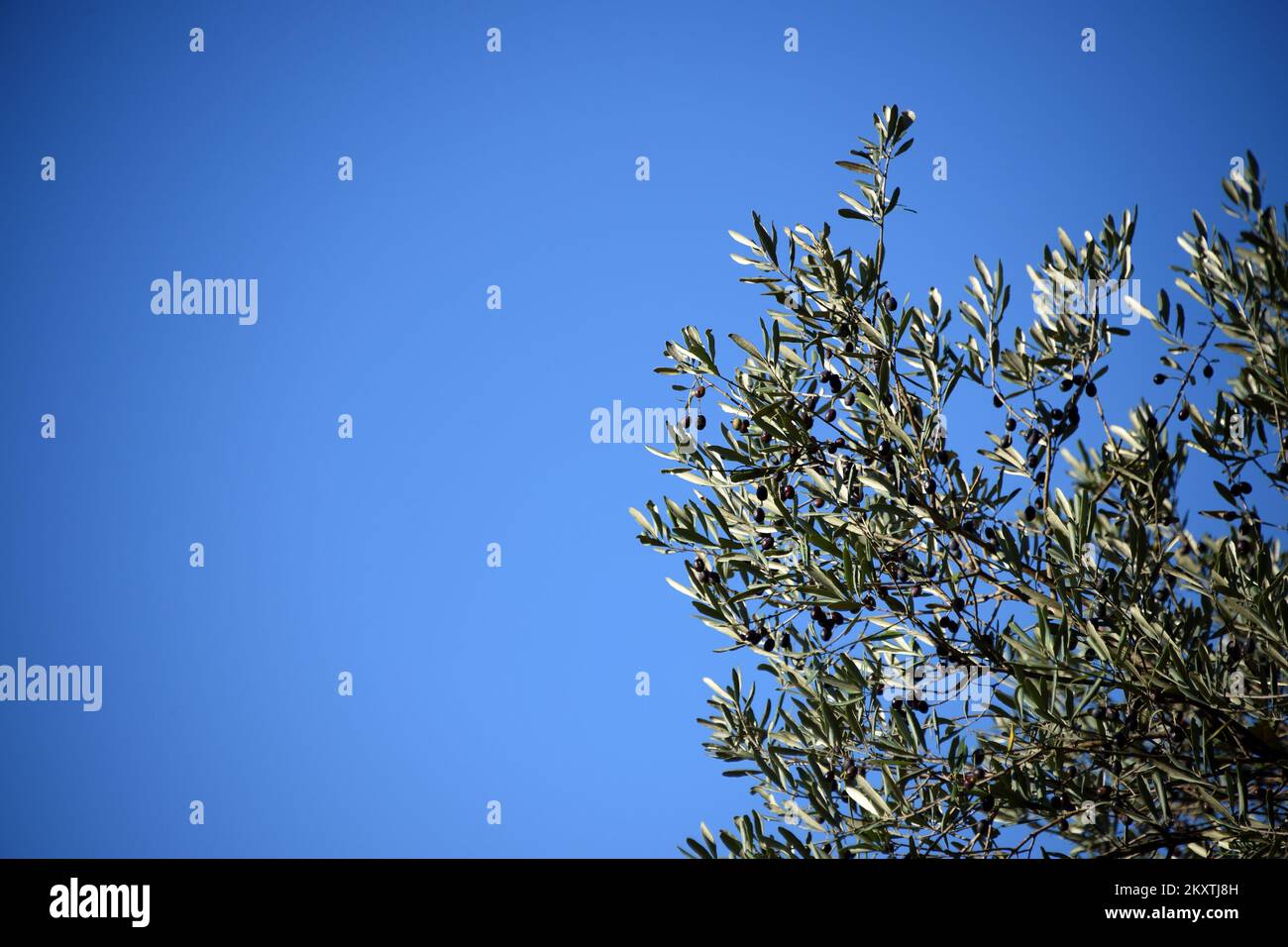 The picture shows the beautiful branches of an olive tree. The Brijuni ...