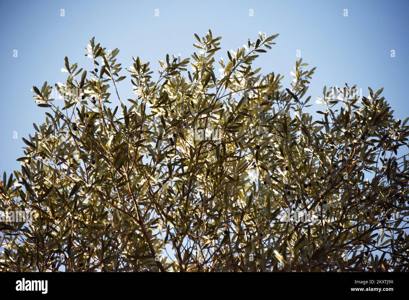 The picture shows the beautiful branches of an olive tree. The Brijuni ...