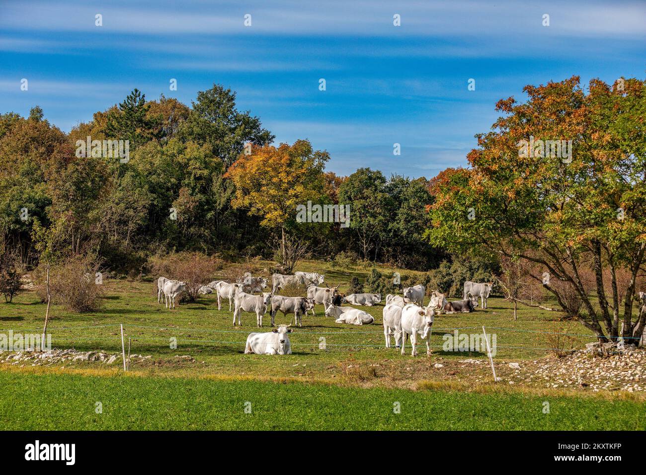 Autochthonous breed hi-res stock photography and images - Alamy