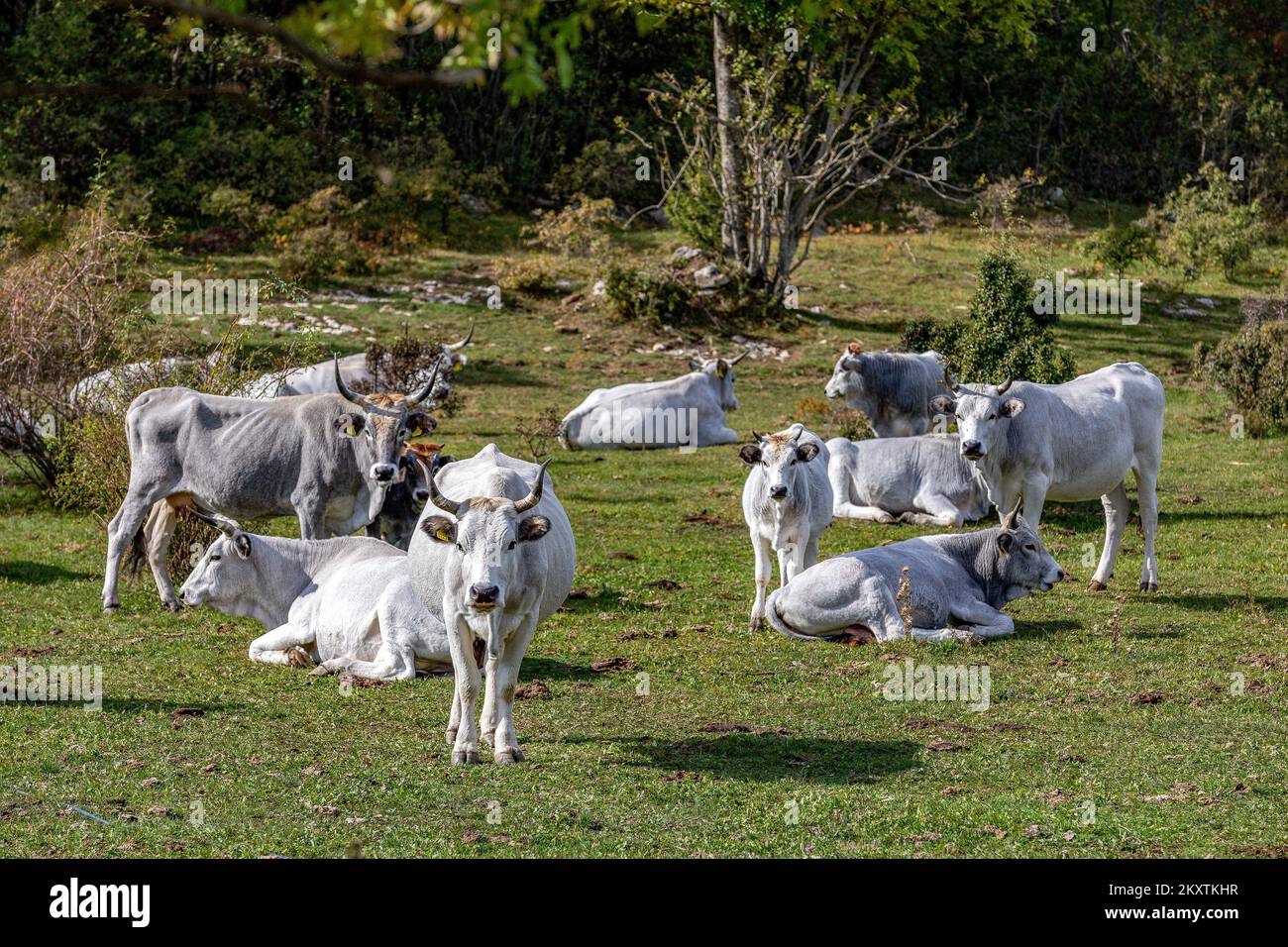 Autochthonous breed hi-res stock photography and images - Alamy