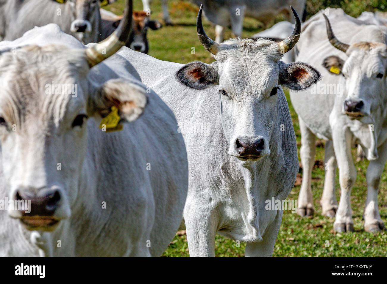 A herd of Istrian cattle on meadow, in Lanisce, Croatia, On October 19 ...