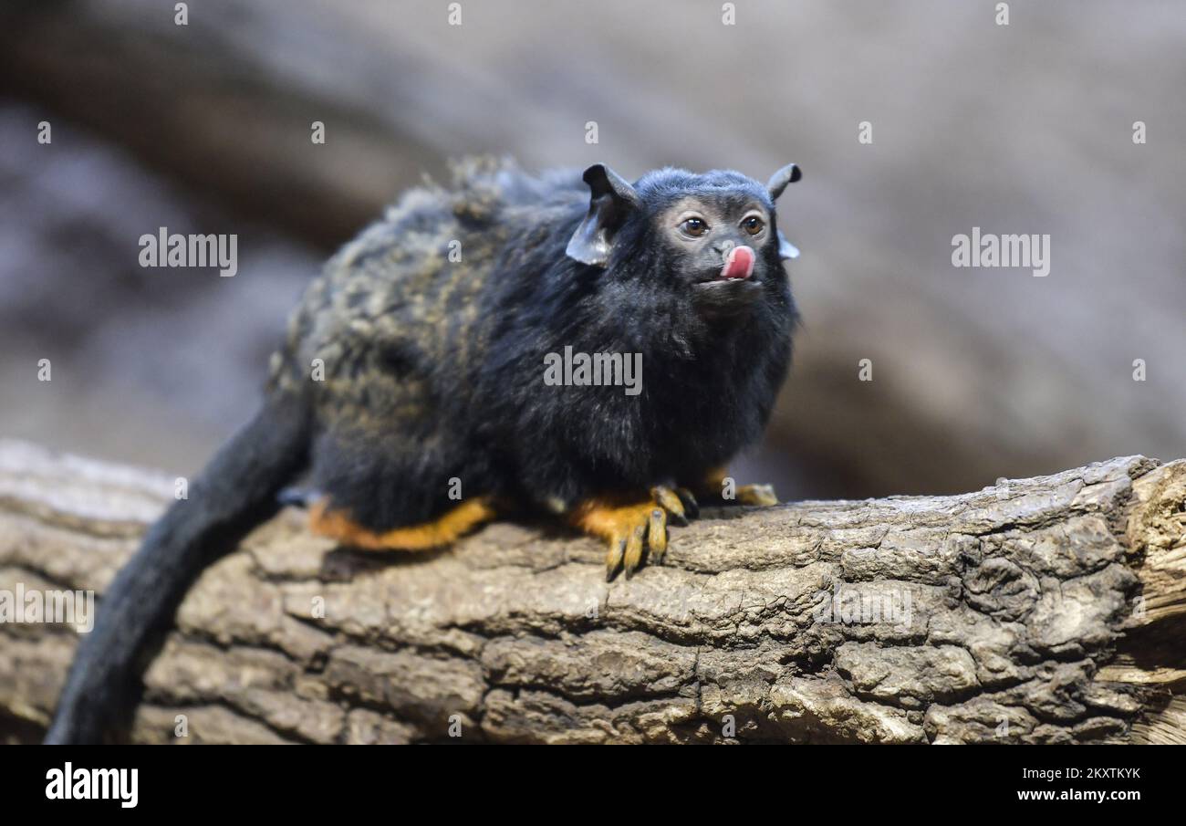 The golden-handed tamarin (Saguinus midas) is seen in Zagreb Zoo ...