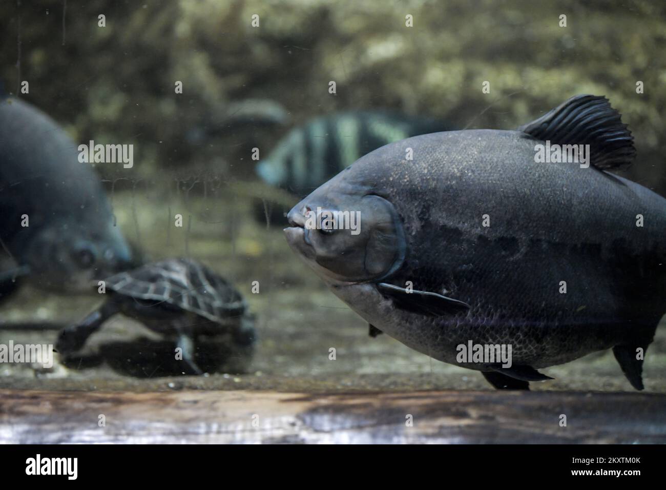 Pirapitinga (Piaractus brachypomus) is seen in Zagreb Zoo, Zagreb ...