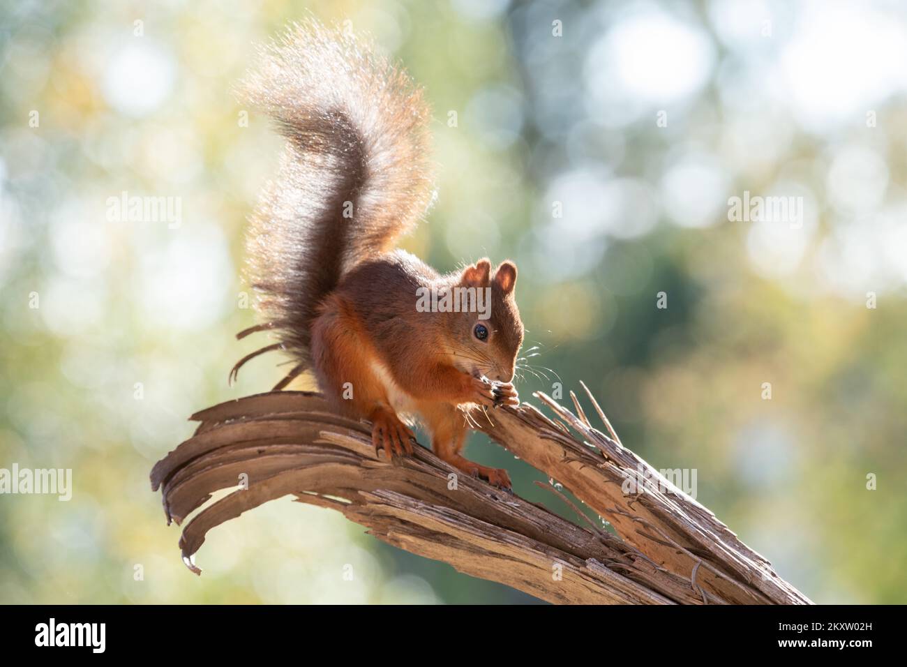 Squirrel damage tree hi-res stock photography and images - Alamy