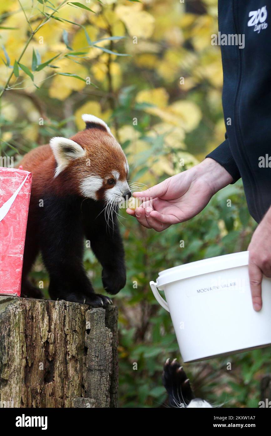 A red panda can be seen on the branch of its residence in the Zagreb ...