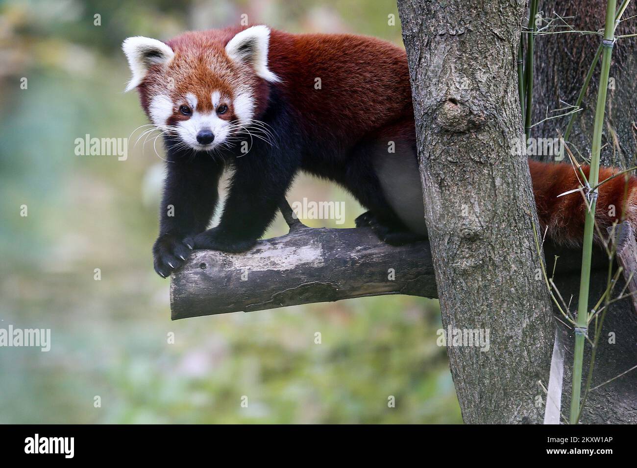 A red panda can be seen on the branch of its residence in the Zagreb ...