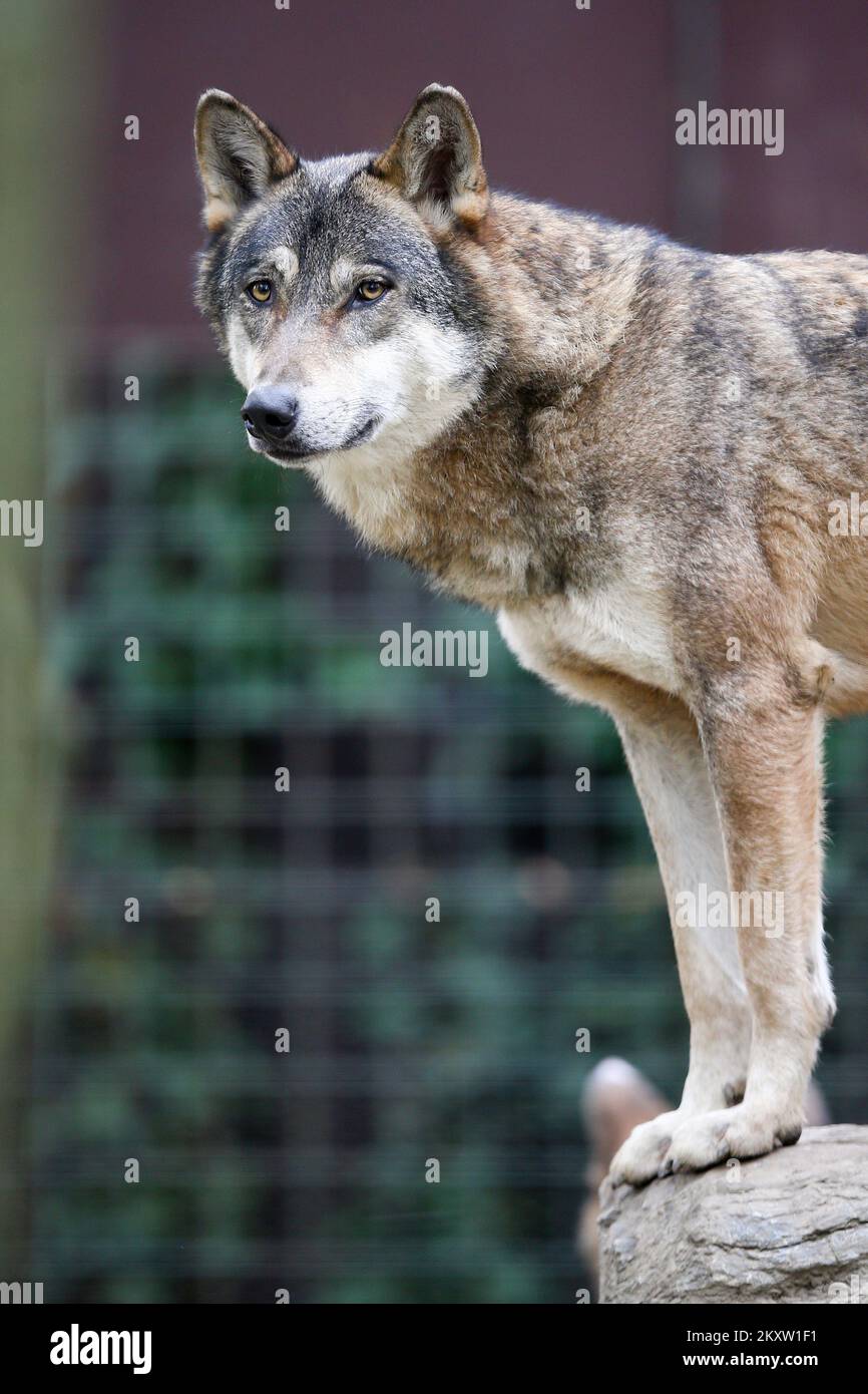 Grey wolf standing on a rock at Zagreb Zoo in Zagreb, Croatia on ...