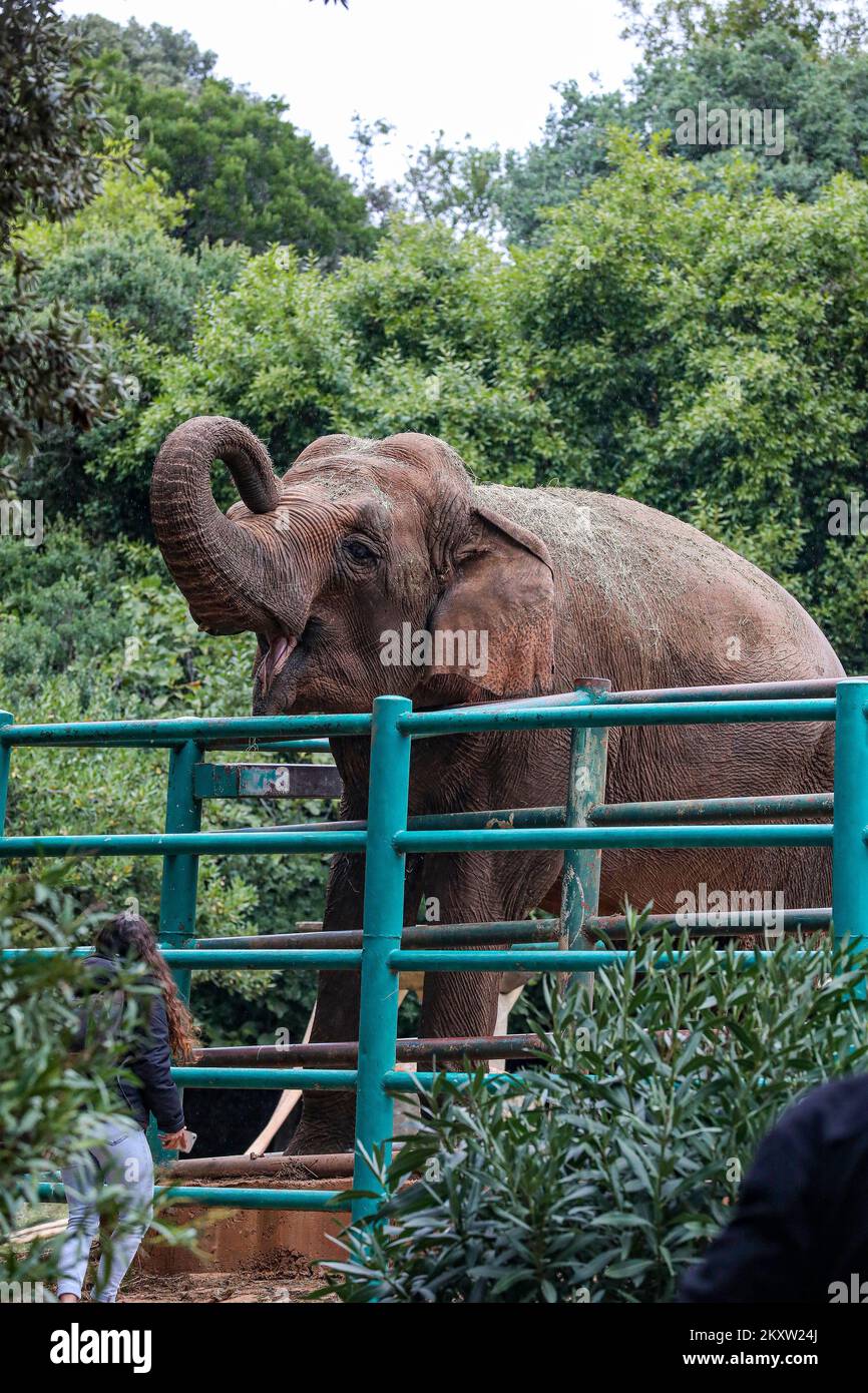 Lanka the elephant, who arrived to Brijuni as a gift from Indian Prime ...