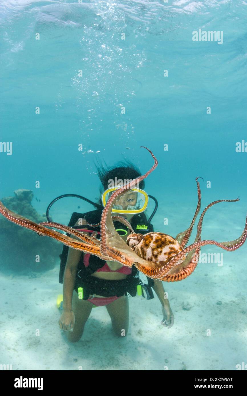 Cautious and curious at the same time, a diver (MR) gets a good look at ...