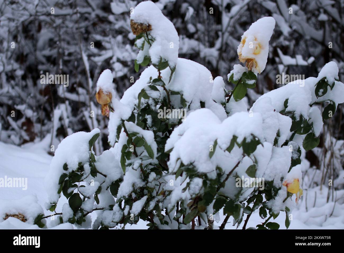 Pink roses with frost hi-res stock photography and images - Alamy