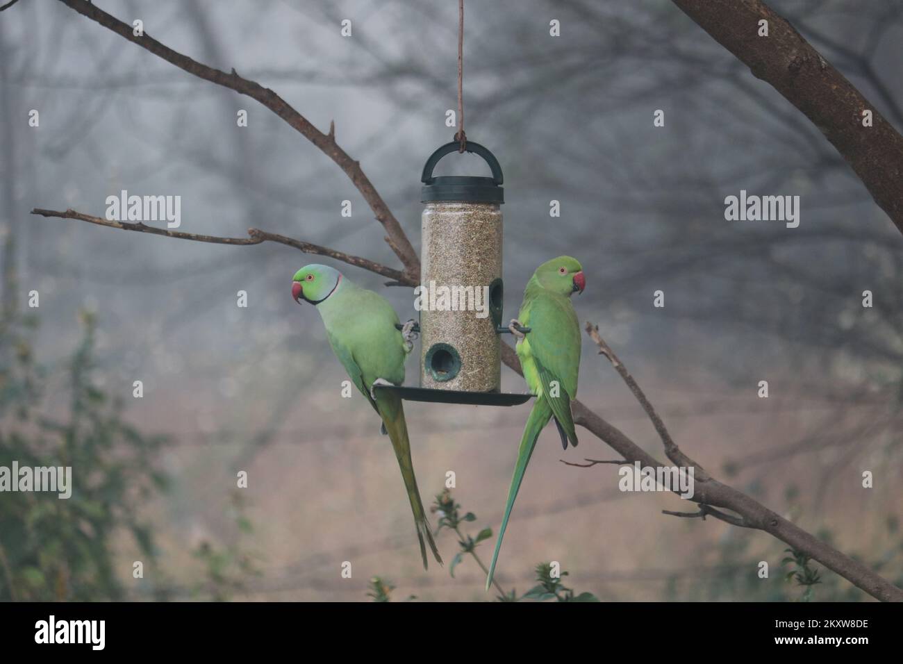 Two green parrot peck feed from the bird feeder Stock Photo - Alamy