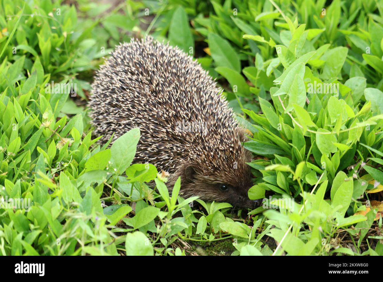 Wild hedgehog. Scientific name: Erinaceus Europaeus. Close up of a wild ...