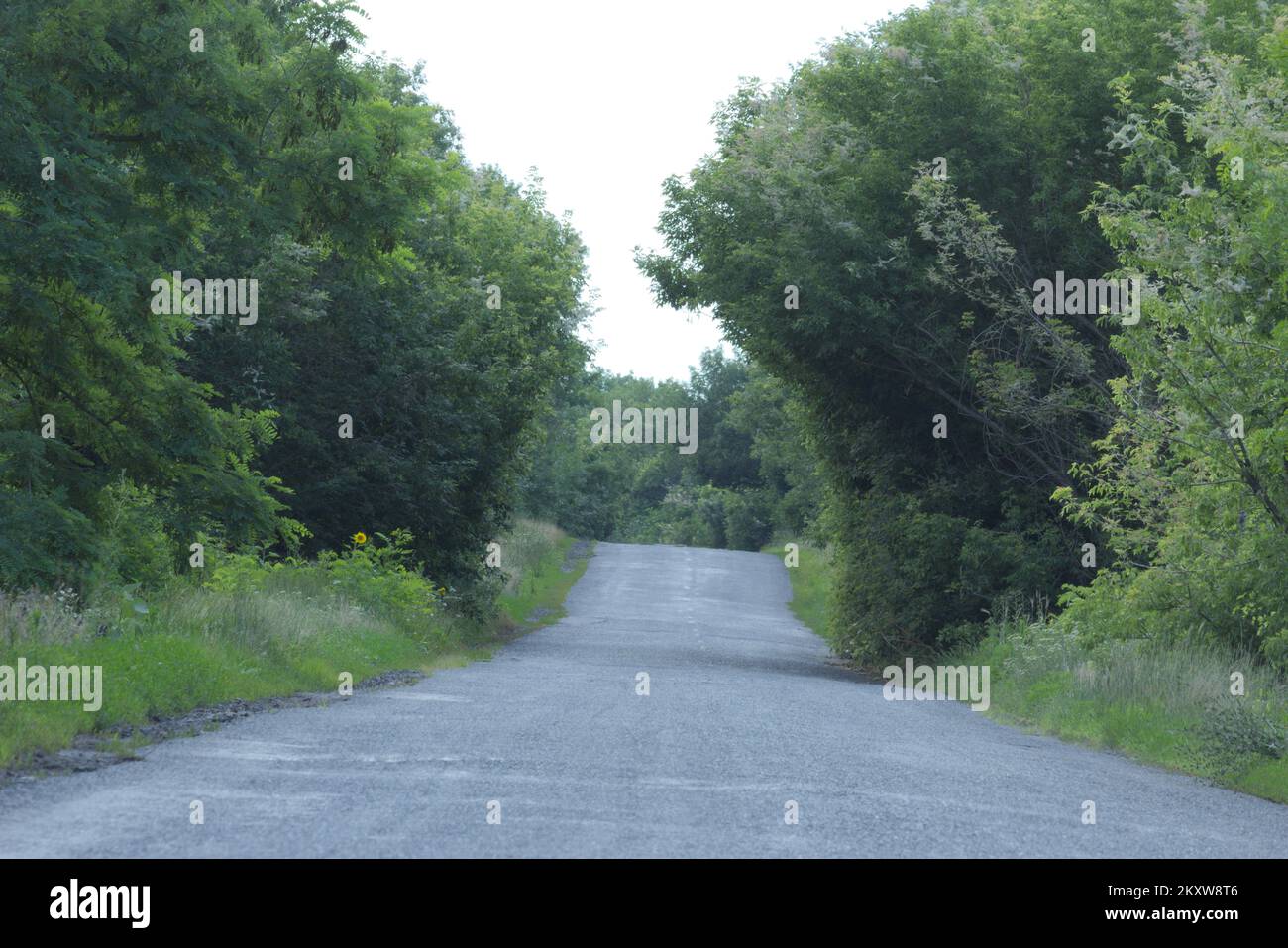 Road through the green forest, trees around. No cars Stock Photo - Alamy