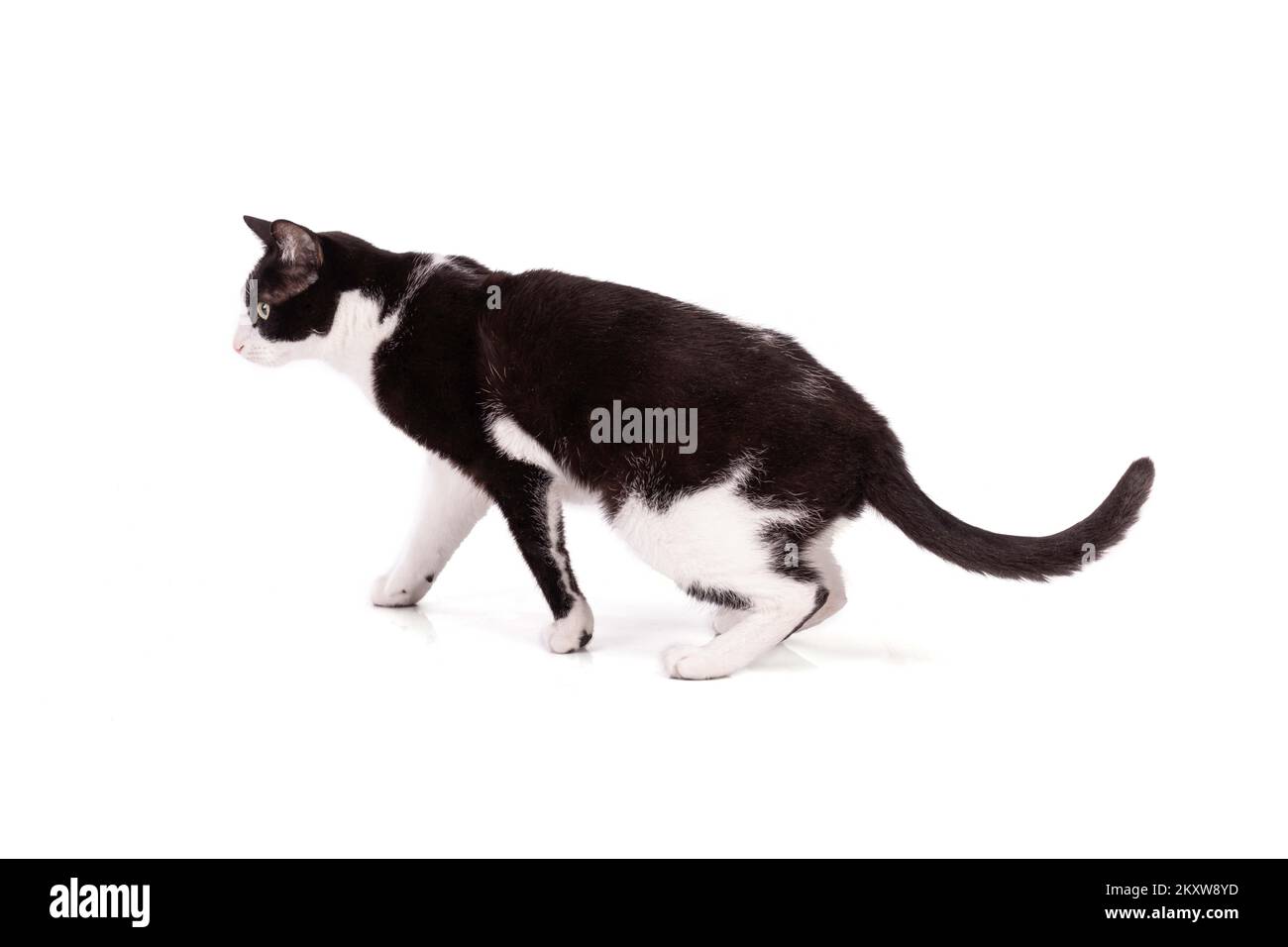 Portrait of a nice black and white cat on a white background Stock ...
