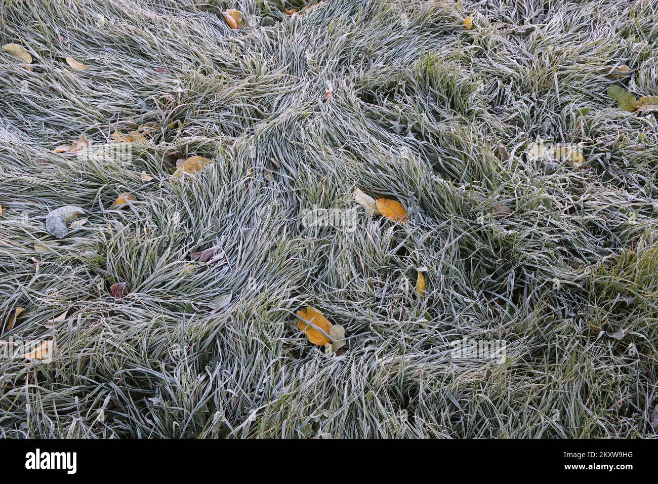 White frost first frosts hi-res stock photography and images - Alamy