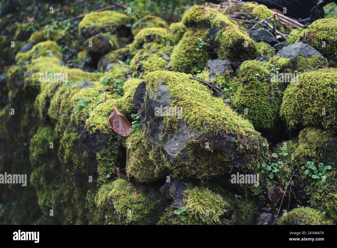 Wet rock texture hi-res stock photography and images - Alamy