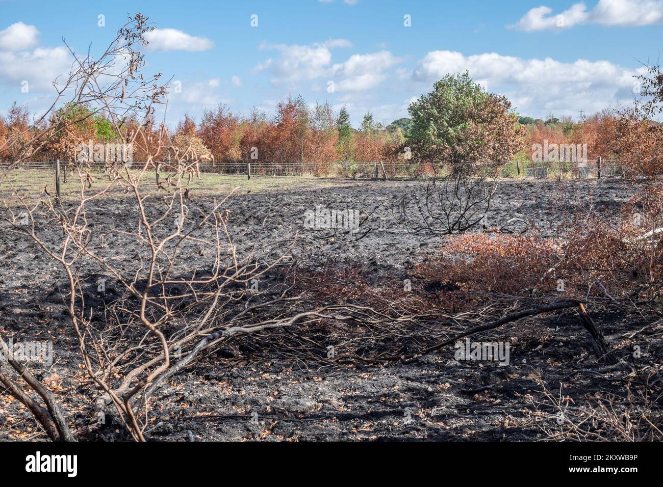 field being burnt whether this was intentional or it was vandalism ...