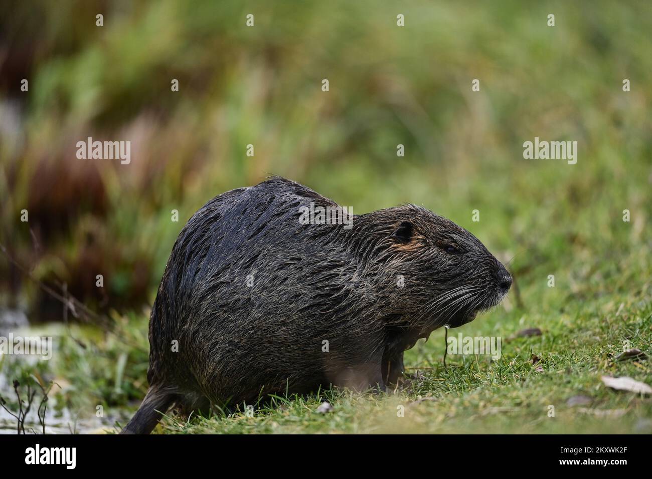 The nutria (Myocastor coypus), also known as the coypu is seen at Lake ...