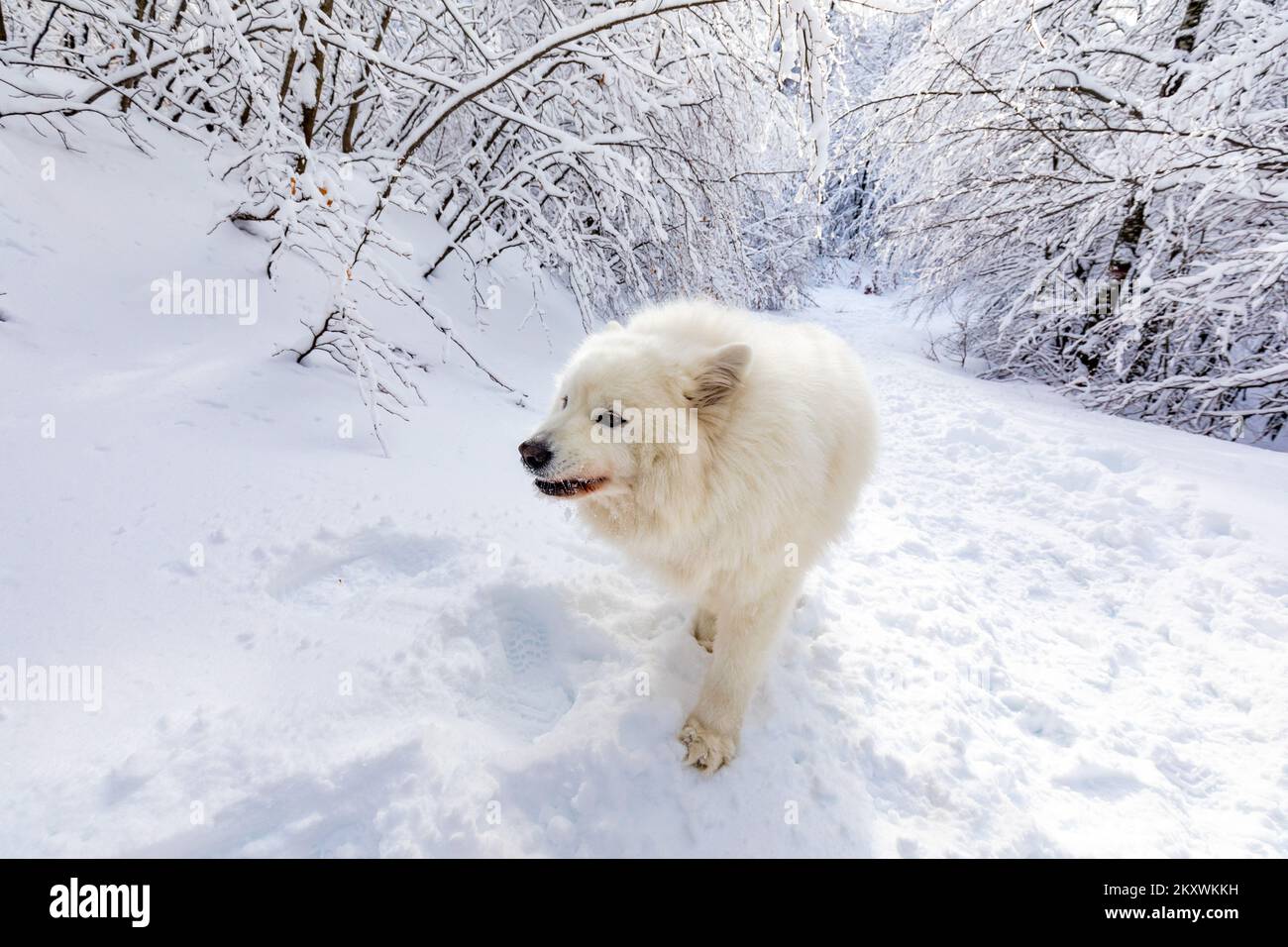 The Samoyed dog enjoys the snow in Rijeka, Croatia on December 13, 2021 ...