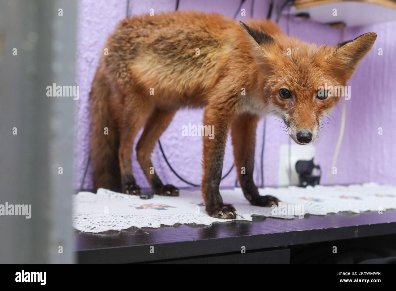 Fox And Wolf Friends