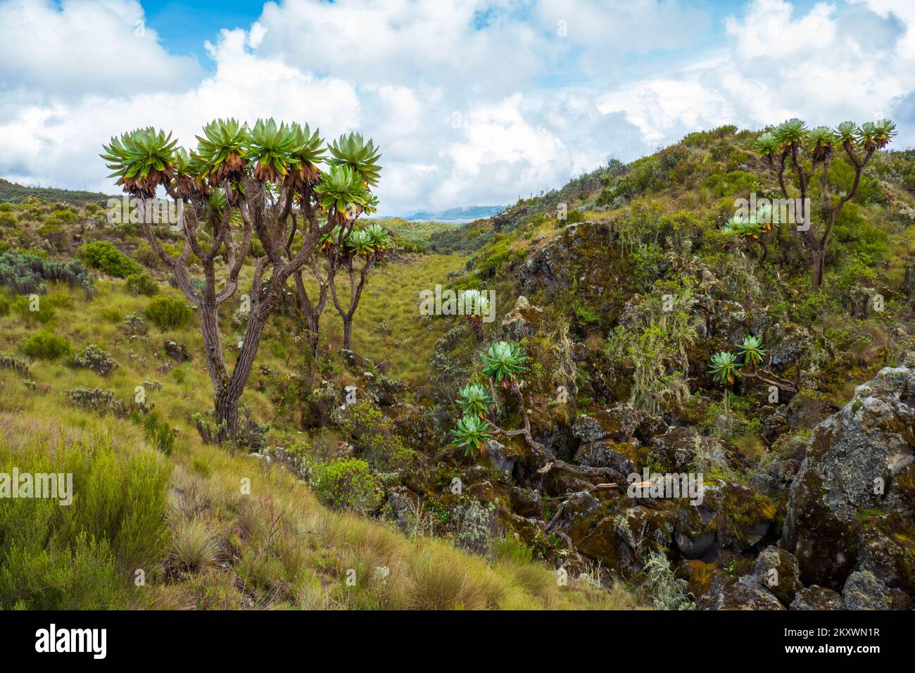 Giant groundsels growing in the wild at Chogoria Route, Mount Kenya ...