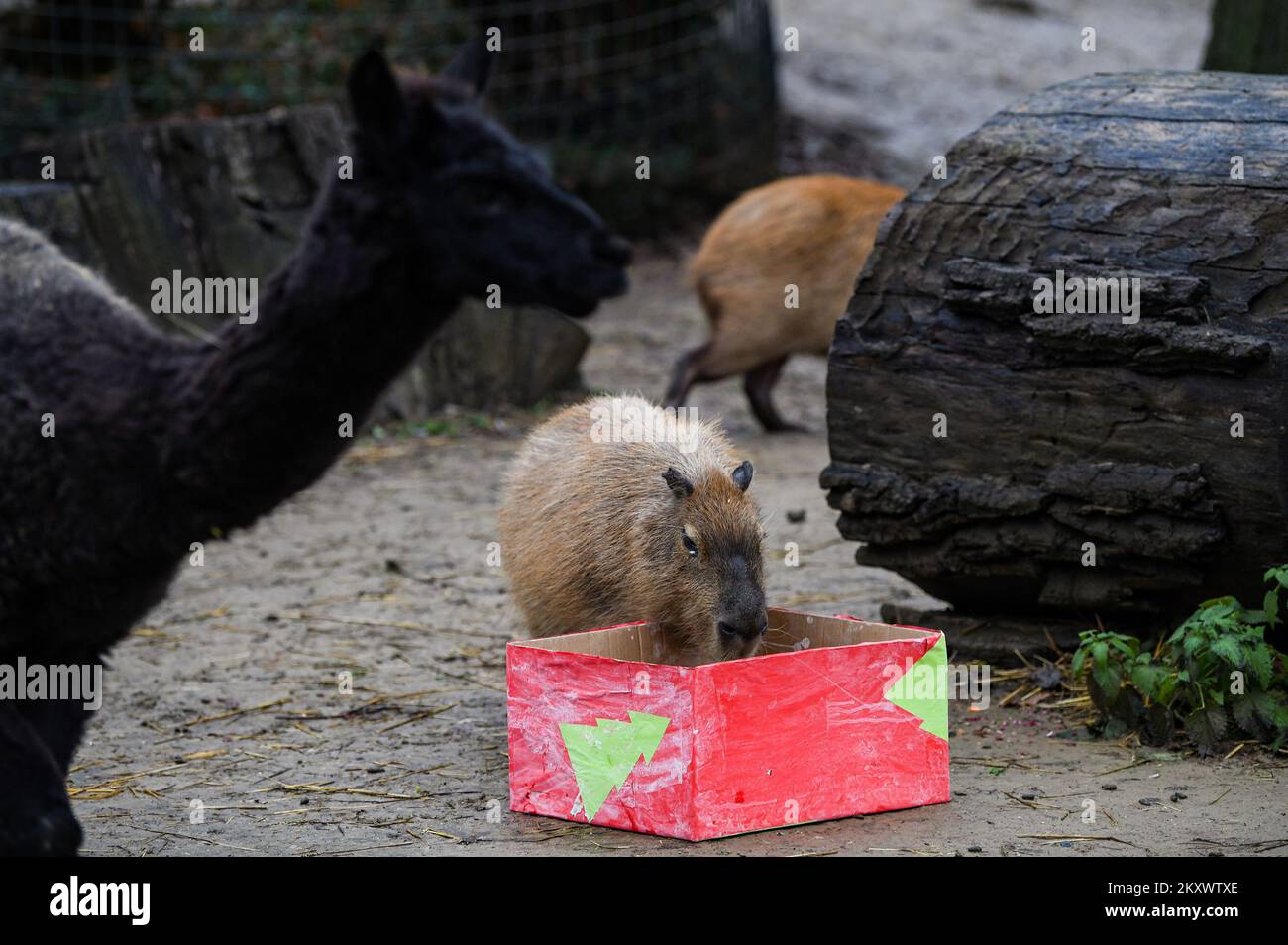 Capybara at the Zagreb Zoo receive gifts with their favorite foods as ...