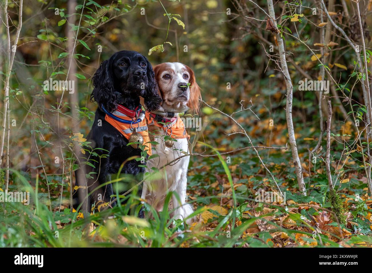 Truffle dog croatia hi-res stock photography and images - Alamy