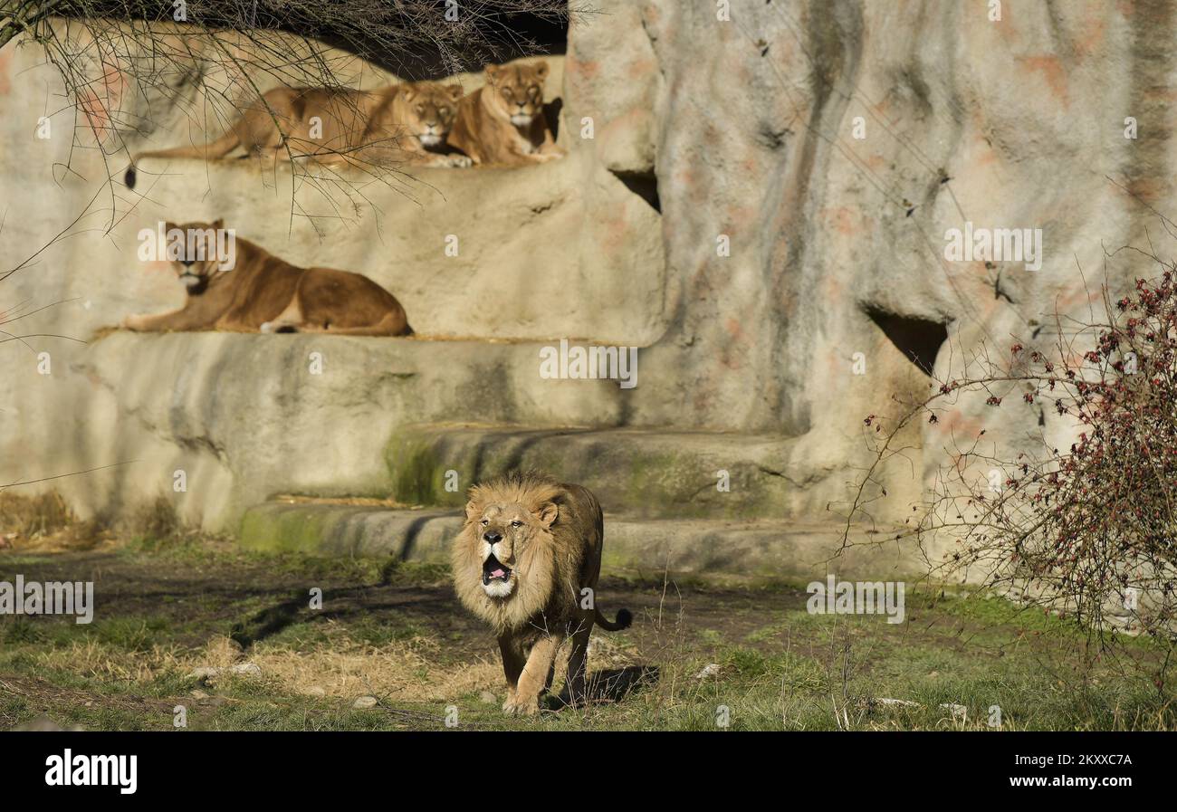 Photo taken on January 21, 2022 shows lions at Zagreb Zoo, in Zagreb ...