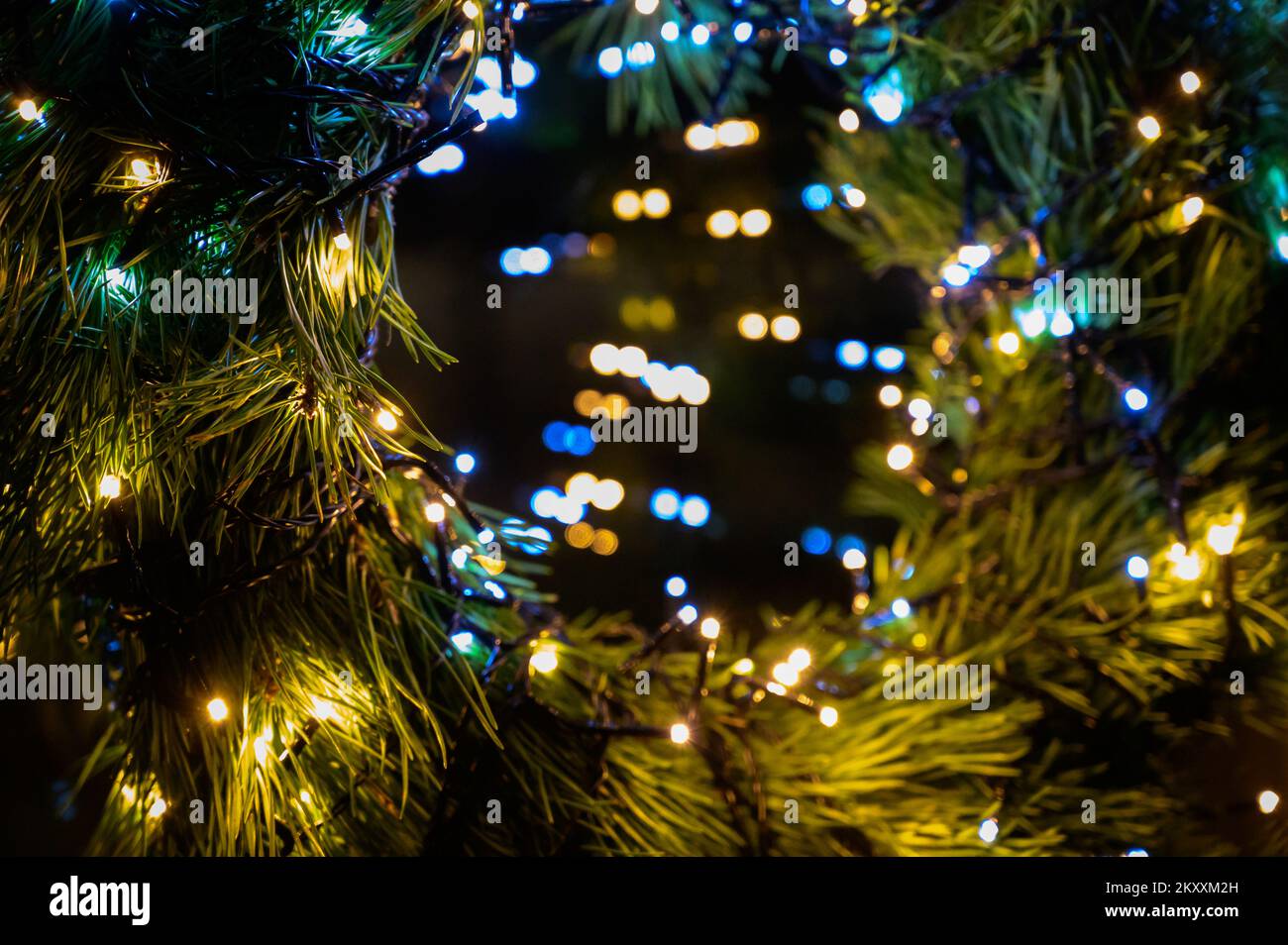 Merry gold flower tree hi-res stock photography and images - Alamy