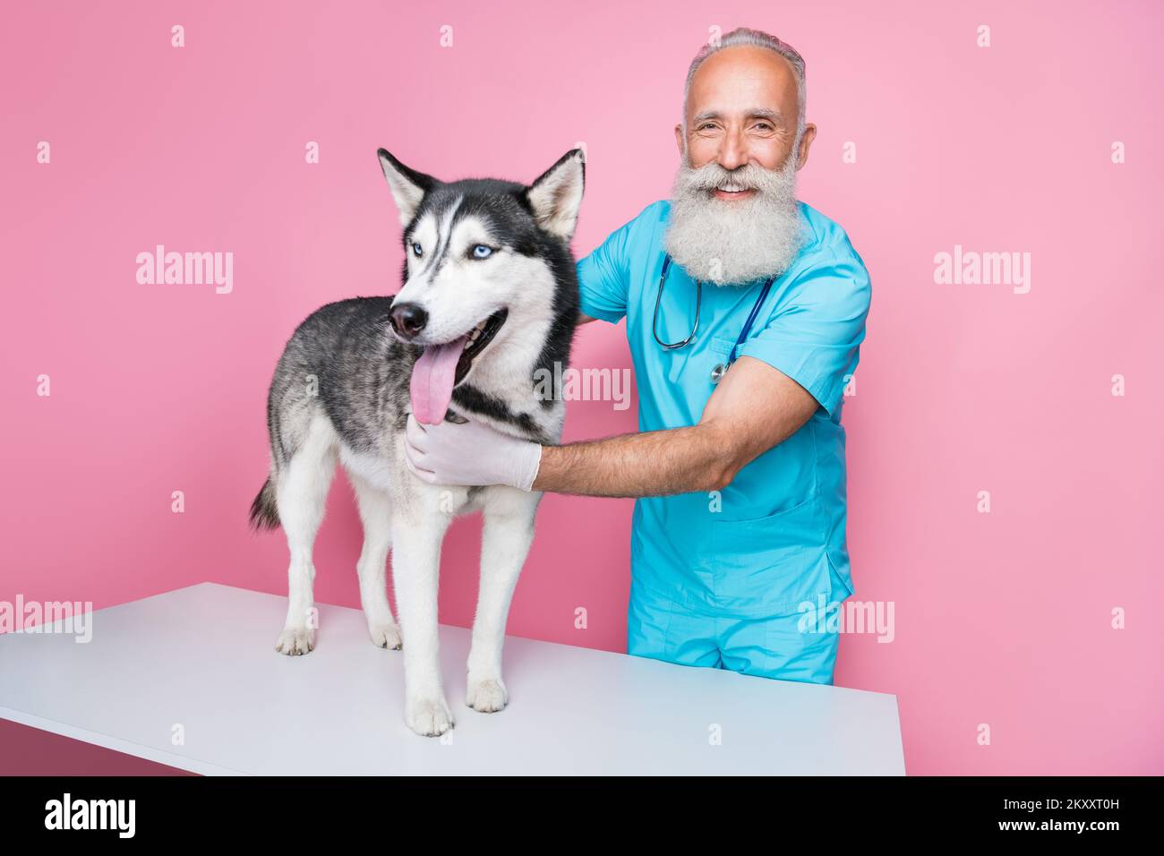 Photo of professional aged man vet examine purebred siberian husky on ...