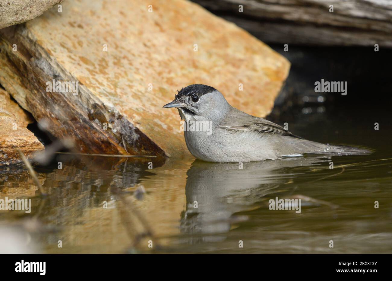 Curruca blackcap hi-res stock photography and images - Alamy