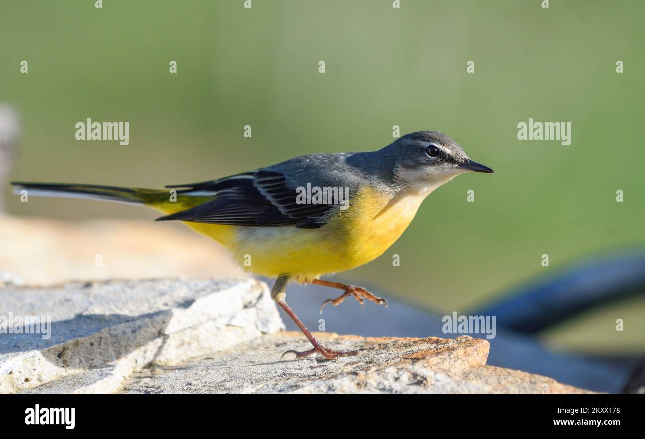 Grey wagtail on a stone hi-res stock photography and images - Alamy