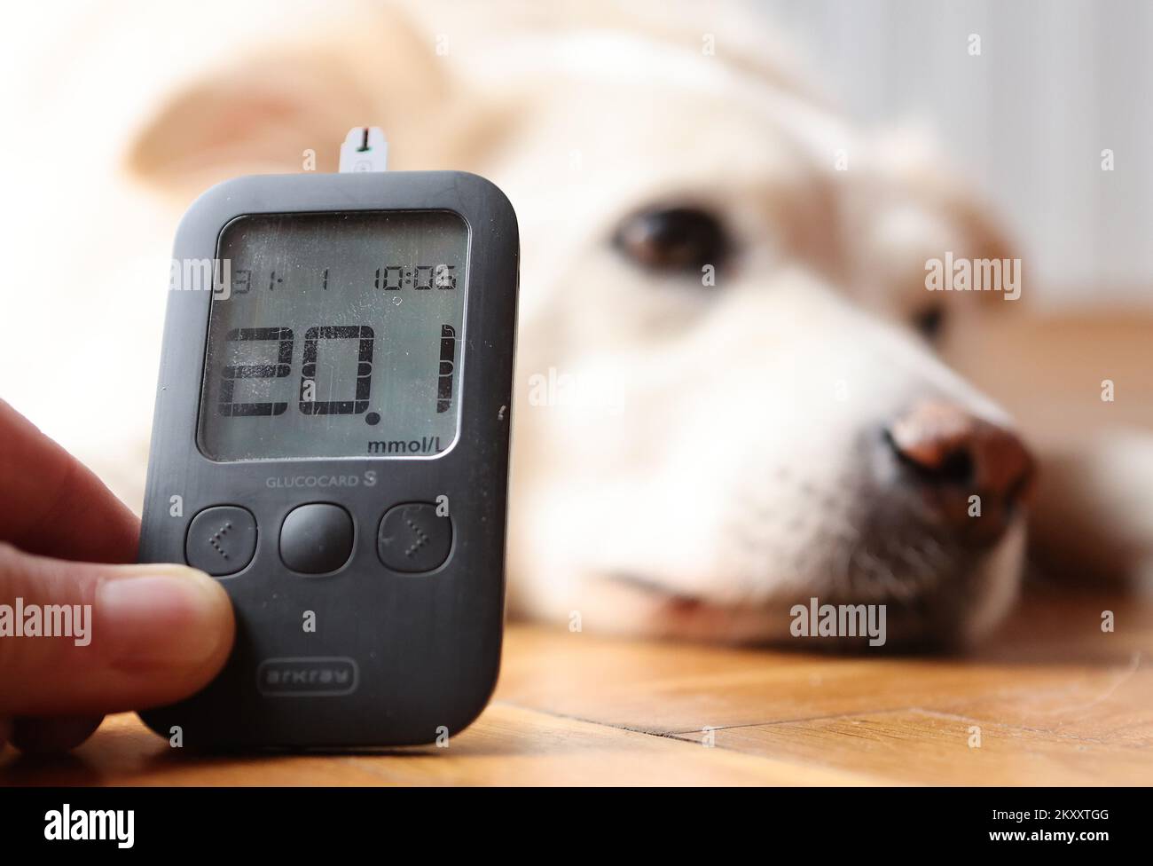 Illustration of measuring sugar level in dogs. In dogs, diabetes is a ...