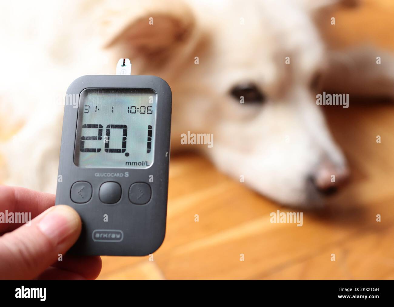 Illustration of measuring sugar level in dogs. In dogs, diabetes is a ...