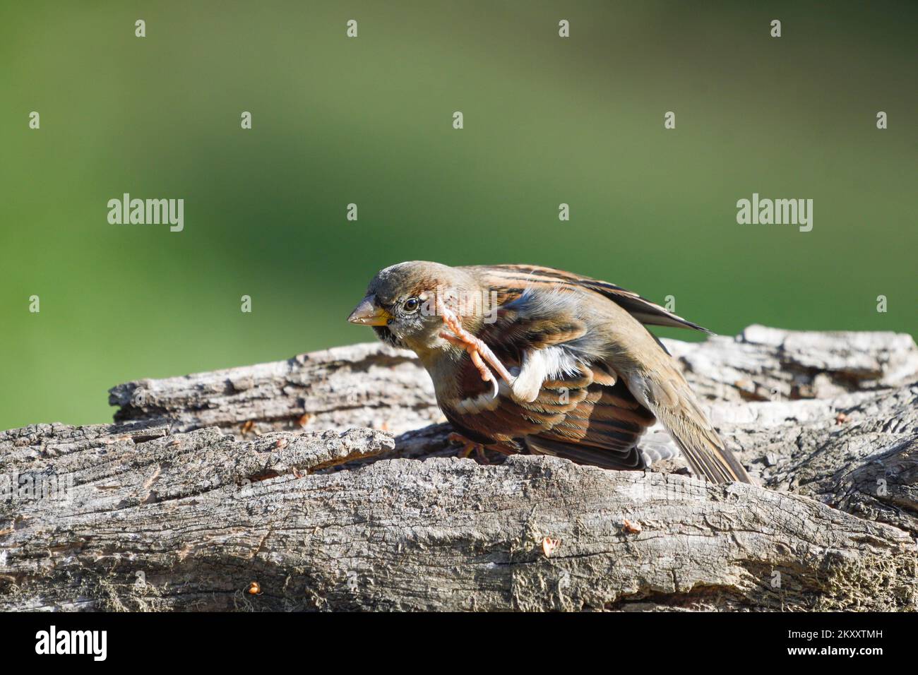 Fauna vertebrados hi-res stock photography and images - Alamy