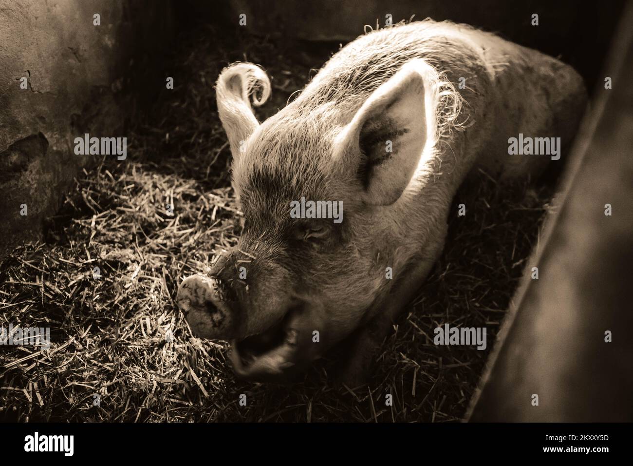 A huge 300 kg happy pig on hay and straw eats an apple. Happy life at ...