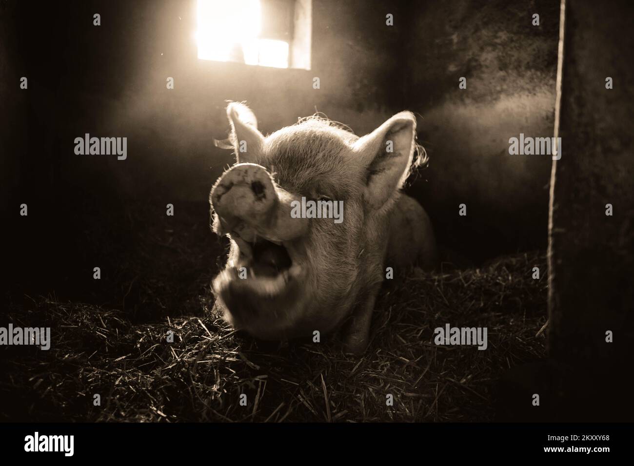 A huge 300 kg happy pig on hay and straw eats an apple. Happy life at ...