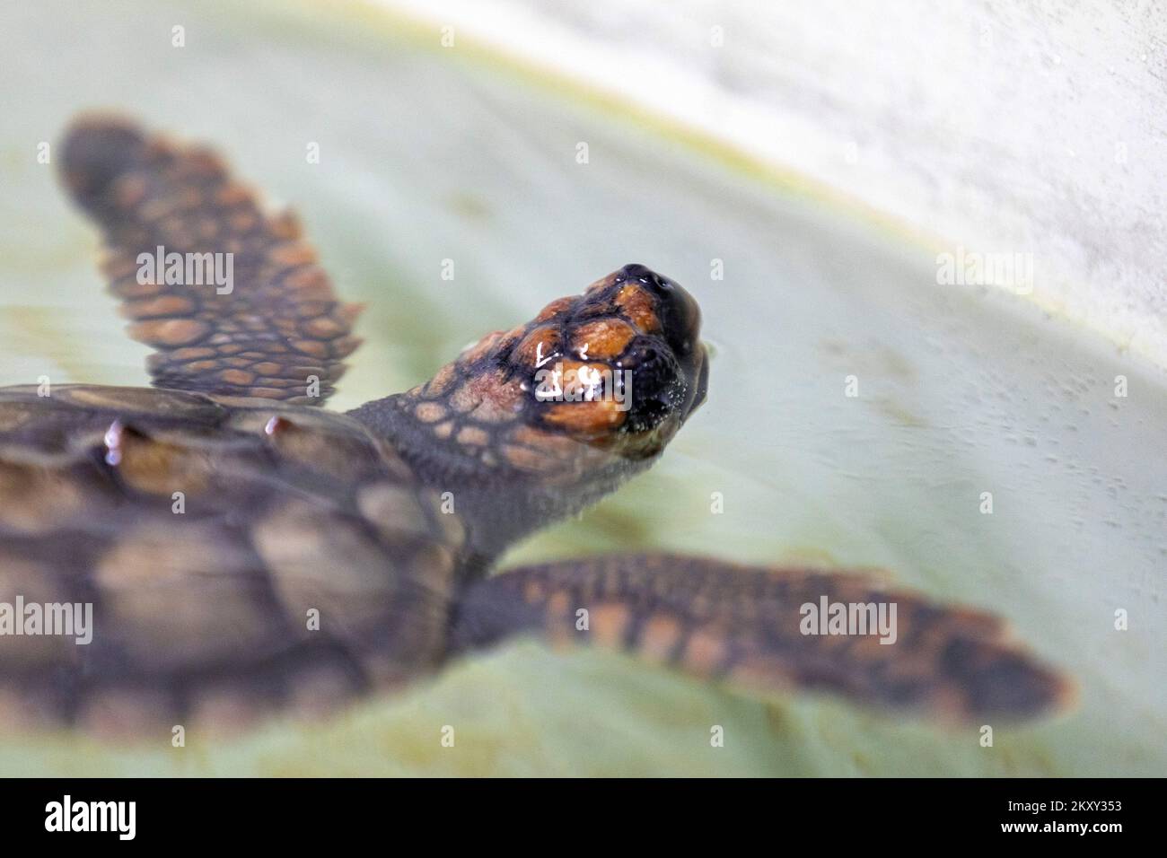 Mini Koko, the head turtle that arrived in Pula Aquarium a year ago ...